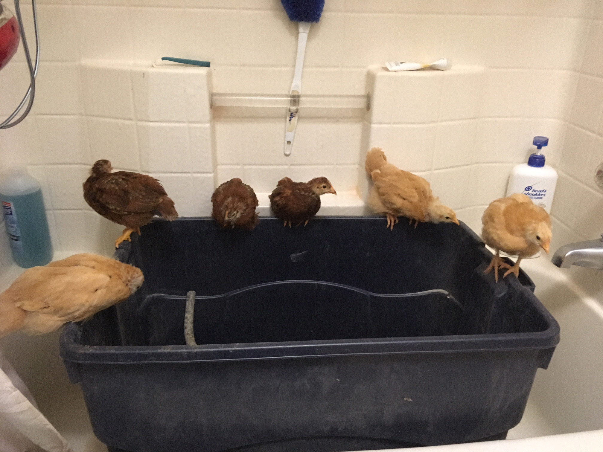 Be Prepared–Raising Chickens | Cathleen Townsend